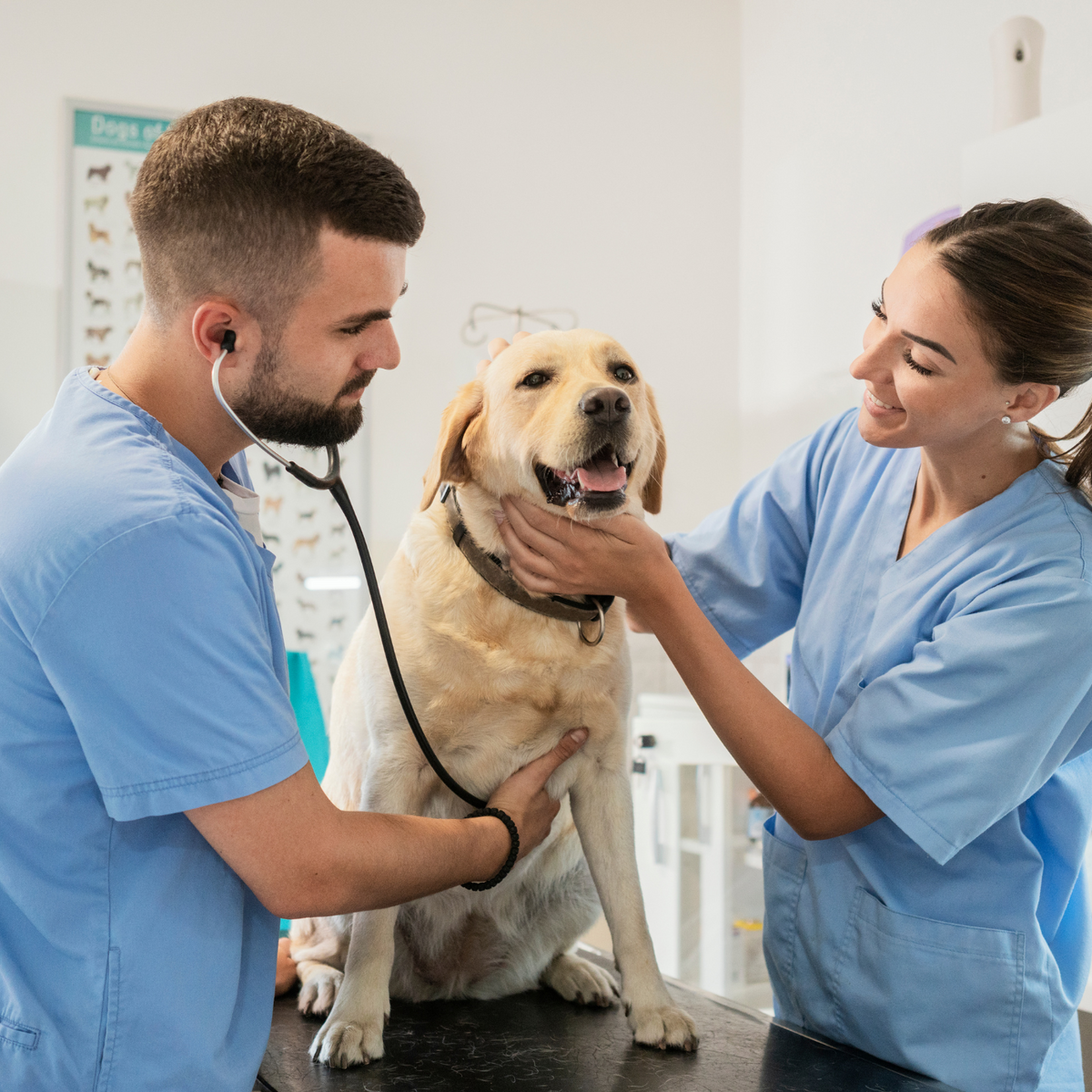 Veterinary Scales – SR Scales